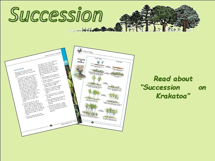 Krakatoa Read about Succession on Krakatoa Succession occurs