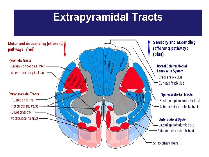Pharmacological emergencies Jacob Alexander February 2016 TAPPP Range
