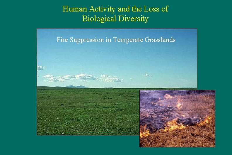 Does Biological Diversity Control Ecosystem Function Donald R