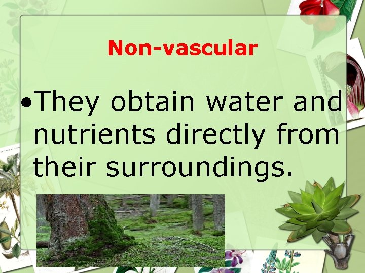 Functions of Plant Parts 1 st Quarter Objectives