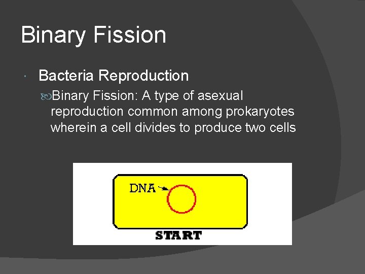 Bacteria PROKARYOTES Prokaryotic Structures Capsule not shown sometimes