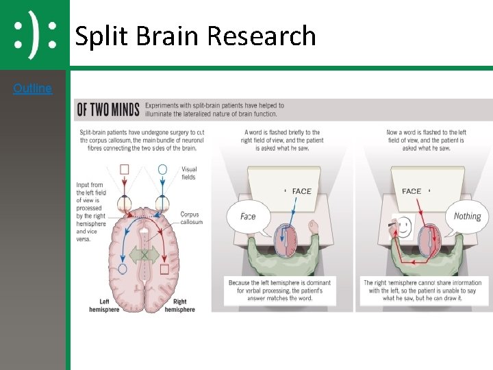WHS AP Psychology Unit 3 Biological Psychology Essential