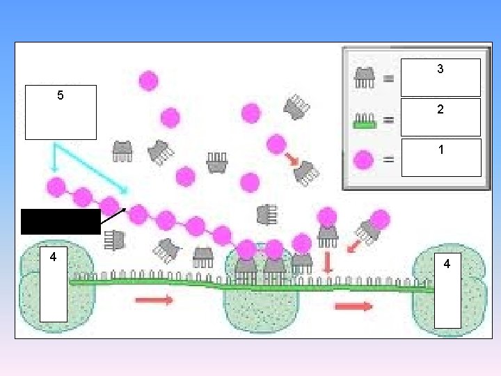 Bell Ringer 1 What is the complementary DNA