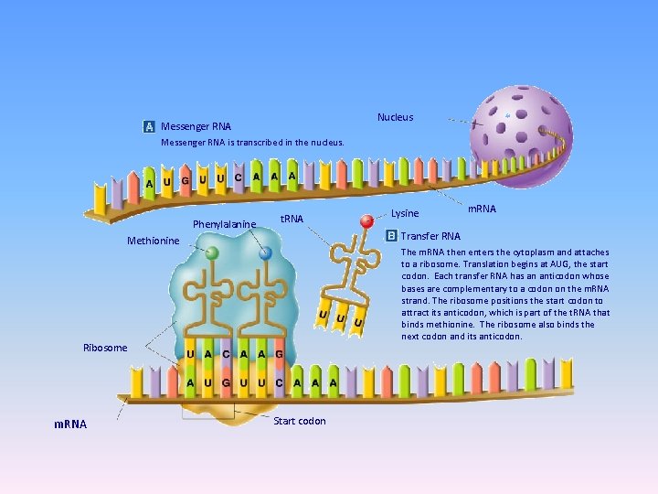 Bell Ringer 1 What is the complementary DNA
