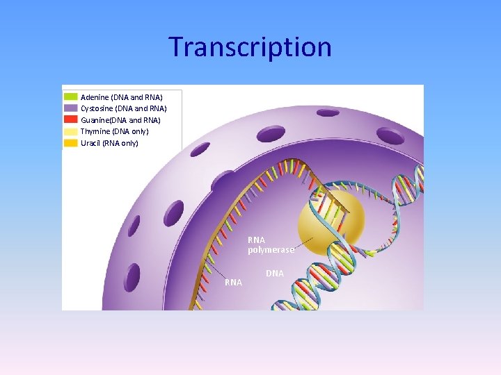 Bell Ringer 1 What is the complementary DNA