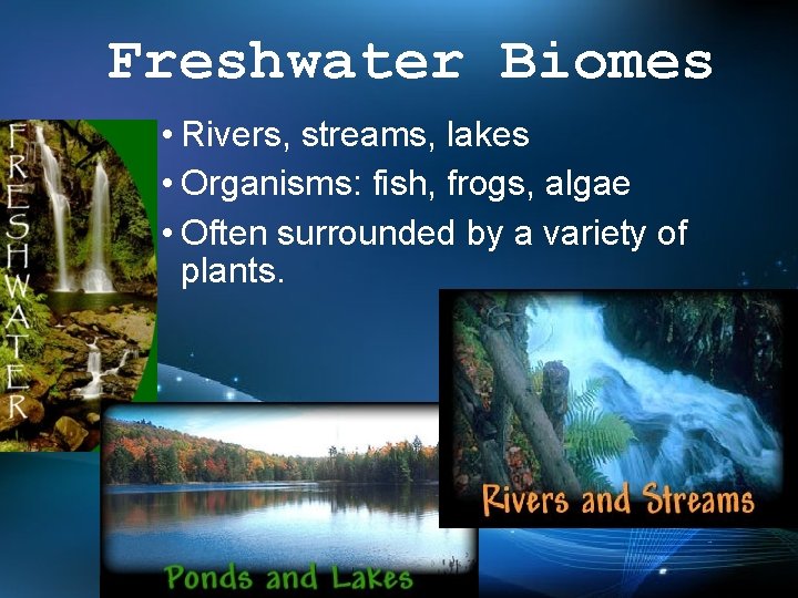 Freshwater Biome Estuaries Nitrogen Cycle Aquatic Biomes Freshwater Freshwater Biome Estuaries Nitrogen Cycle Aquatic Biomes Freshwater
