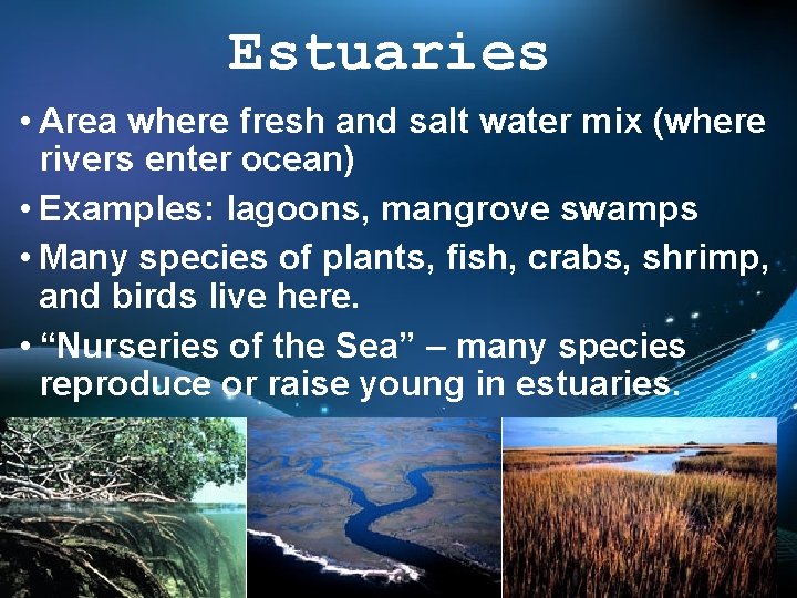 Freshwater Biome Estuaries Nitrogen Cycle Aquatic Biomes Freshwater