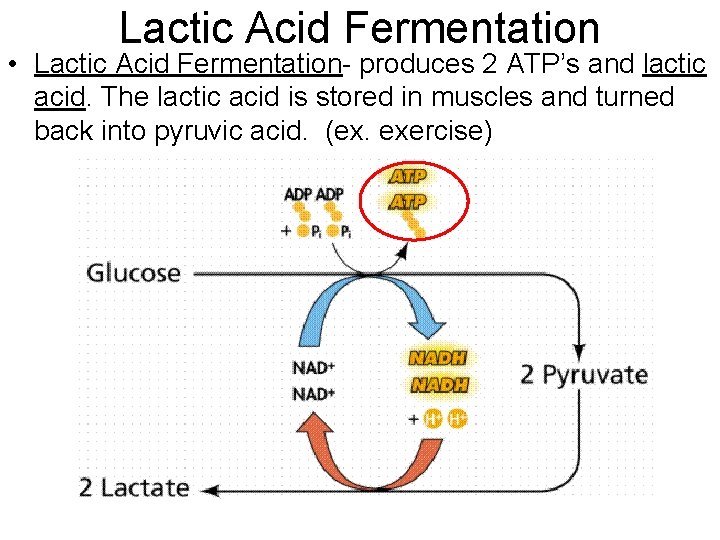 Cell Respiration Cell Respiration Cell Respirationprocess by which