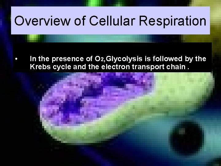 Chapter 9 Cellular Respiration Feel the Burn Section