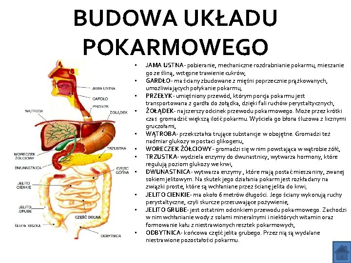 BUDOWA FUNKCJE ORAZ CHOROBY UKADU POKARMOWEGO CZOWIEKA UKAD