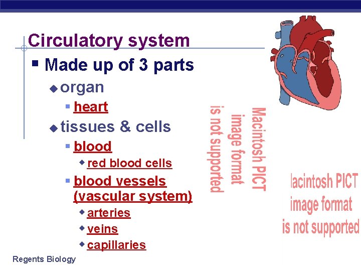 Circulatory System in Animals Regents Biology 2006 2007