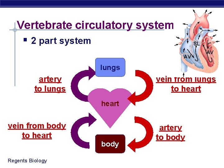 Circulatory System in Animals Regents Biology 2006 2007