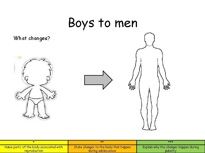Adolescence and puberty Name parts of the body