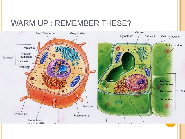 INTRO TO VET TECH Cellular Biology UNIT MAP