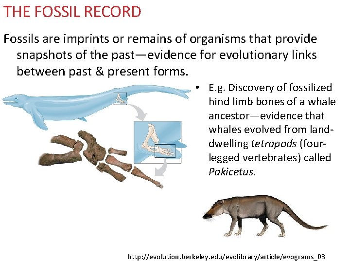EVIDENCE OF EVOLUTION IMSS BIOLOGY SUMMER 2013 Evolution