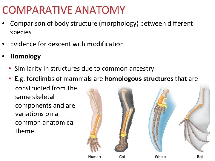 EVIDENCE OF EVOLUTION IMSS BIOLOGY SUMMER 2013 Evolution