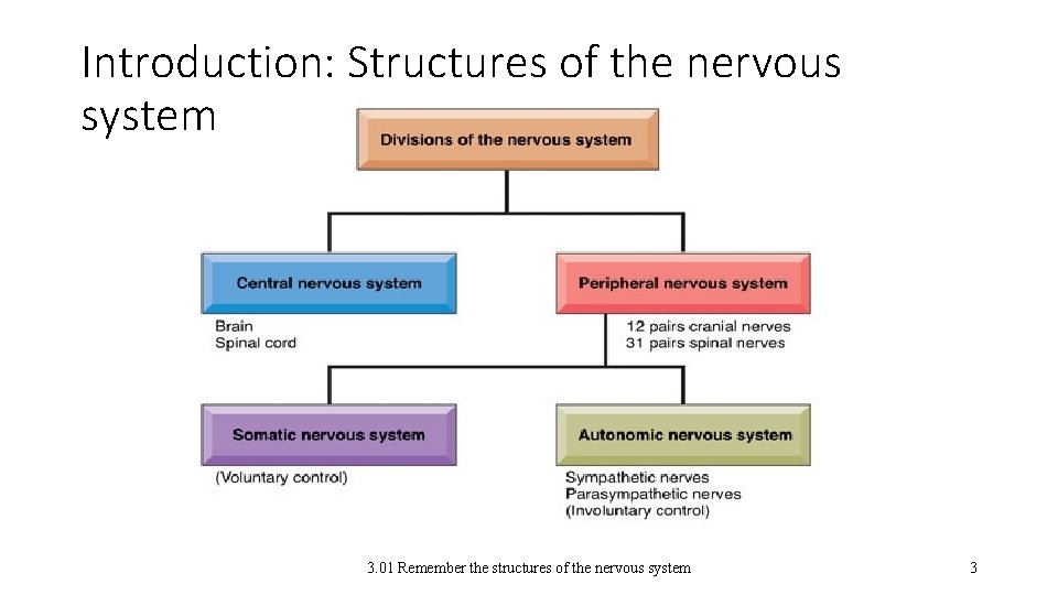 3 01 Remember the structures of the nervous