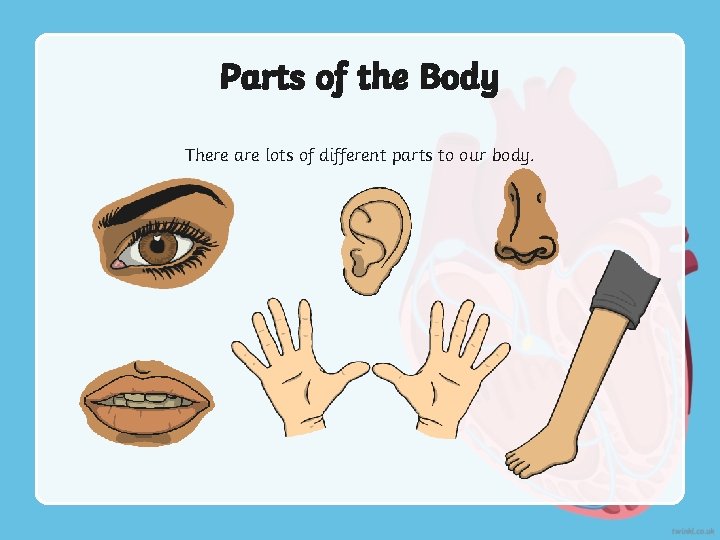Parts of the Body There are lots of