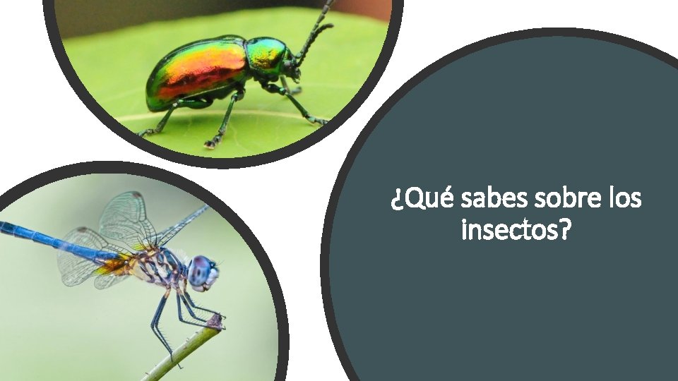Insectos y Bichos Qu sabes sobre los insectos