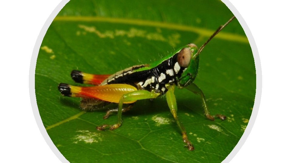 Insectos y Bichos Qu sabes sobre los insectos