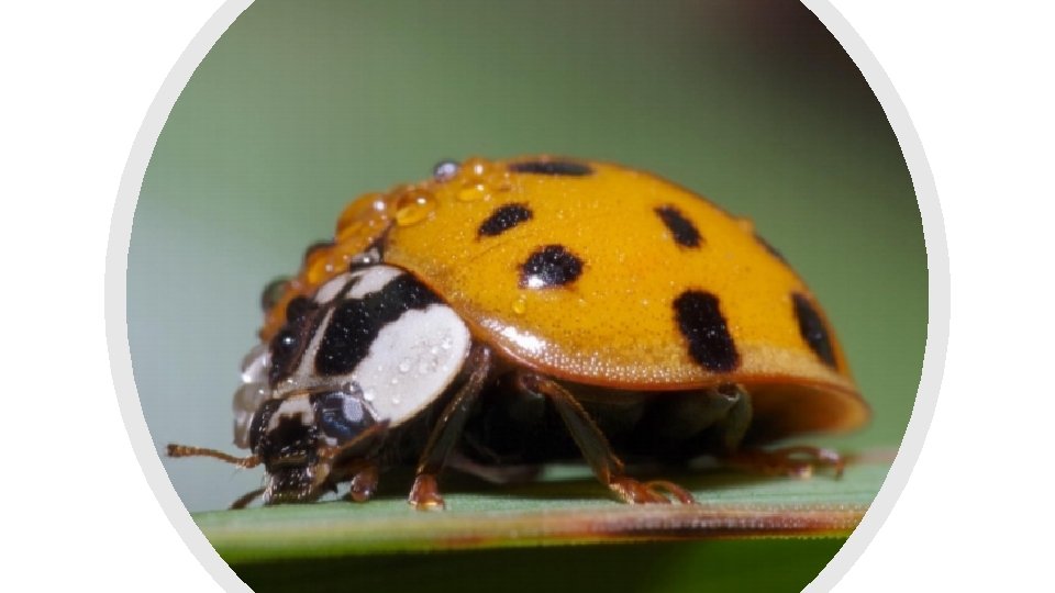 Insectos y Bichos Qu sabes sobre los insectos