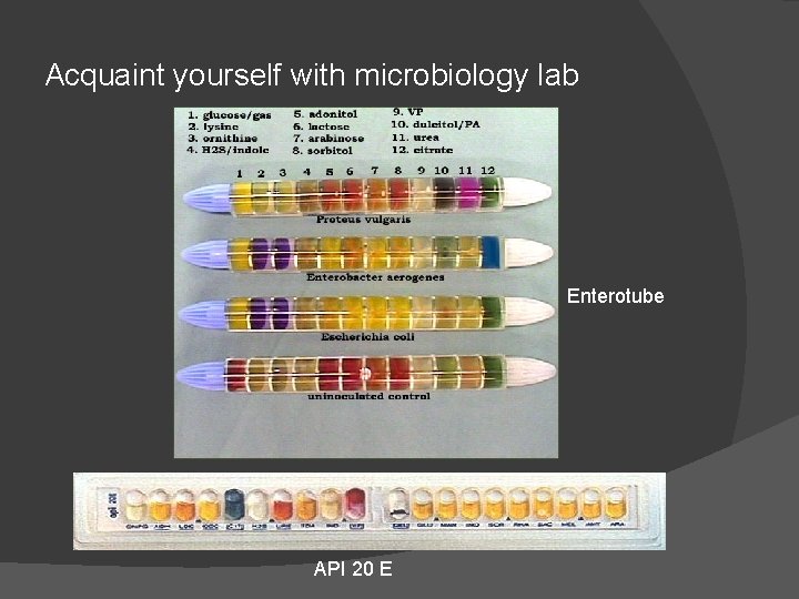 LAB 1 Laboratory Safety Rules PRACTICAL MICROBIOLOGY Welcome