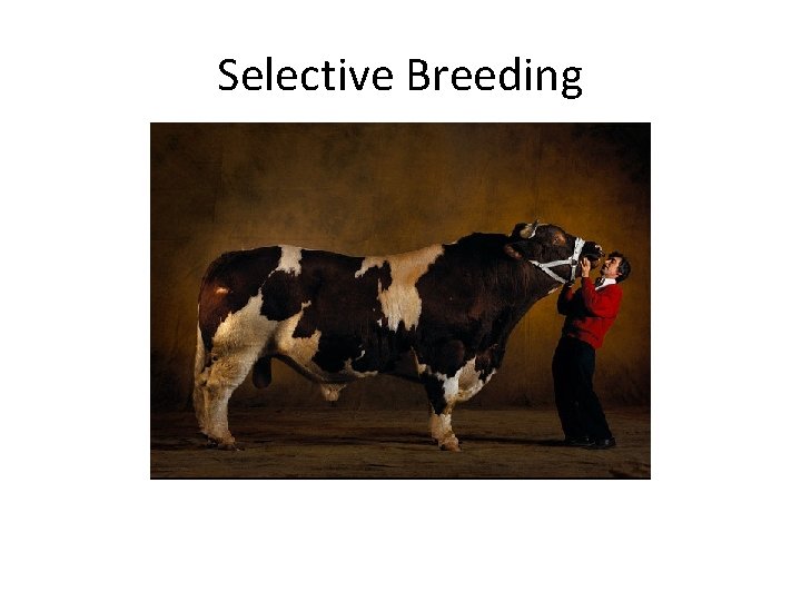 Genetic Diversity What is biodiversity Biodiversity is a