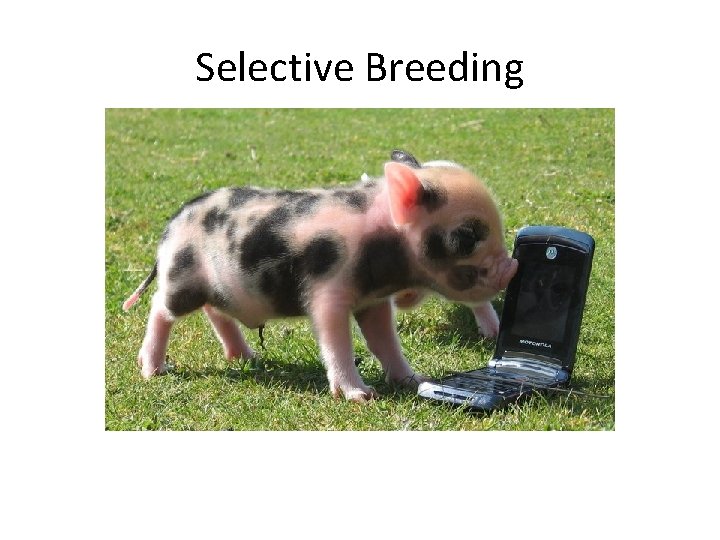 Genetic Diversity What is biodiversity Biodiversity is a