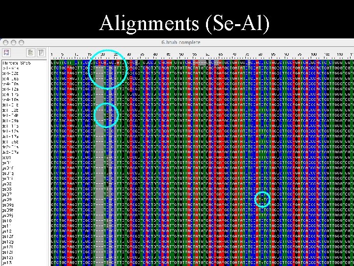 Summary of 8 th lesson Exotic microbes have