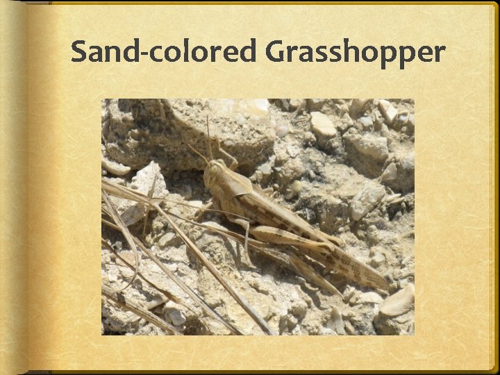 The Atacama Desert Animals Animal Adaptations Behavior Stay