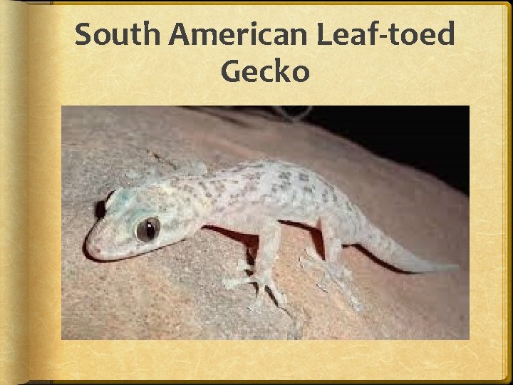 The Atacama Desert Animals Animal Adaptations Behavior Stay