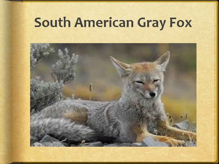 The Atacama Desert Animals Animal Adaptations Behavior Stay