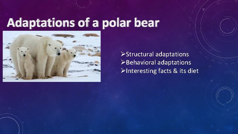 Adaptations of a polar bear Adaptations of a
