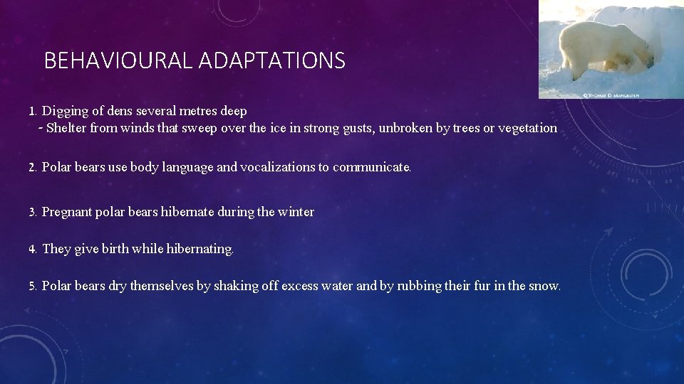 Adaptations of a polar bear Adaptations of a