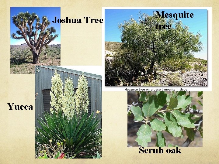 The Plants and Animals of Utahs Biomes Wetland