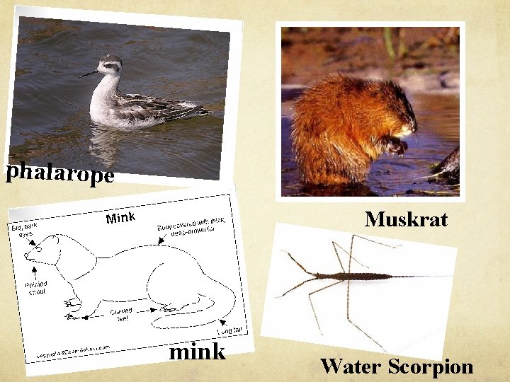 The Plants and Animals of Utahs Biomes Wetland