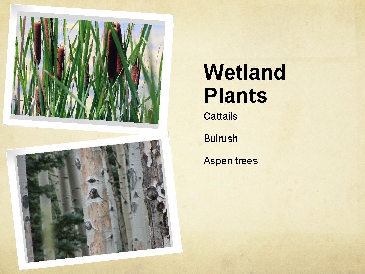 The Plants and Animals of Utahs Biomes Wetland