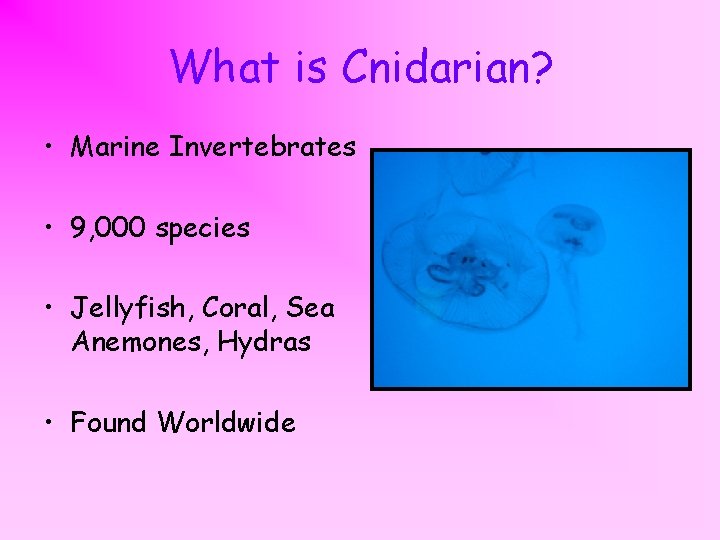 What is Cnidarian Marine Invertebrates 9 000 species