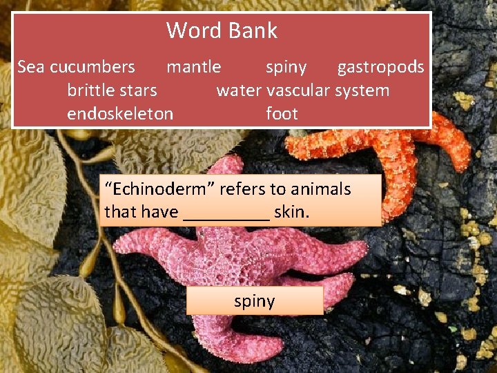 Mollusk and Echinoderm Review Word Bank Mollusca tube