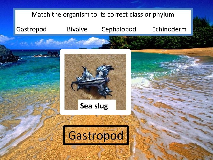 Mollusk and Echinoderm Review Word Bank Mollusca tube