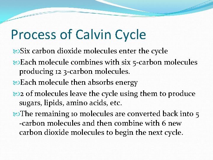 The Reactions of Photosynthesis 8 3 Flora Biology
