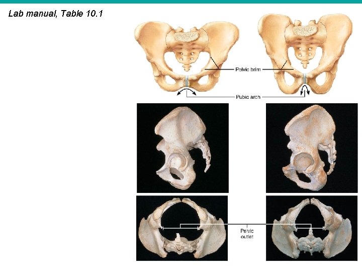 Textbook Topic Lab Manual Chapter 7 The Axial