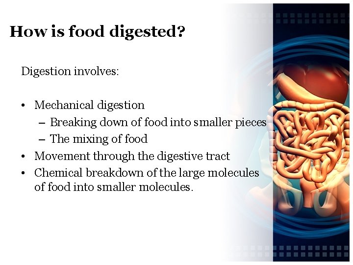 The Digestive System How food is broken down