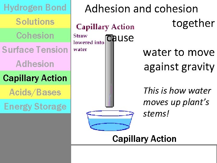 Hydrogen Bond Solutions Cohesion Surface Tension Adhesion Capillary