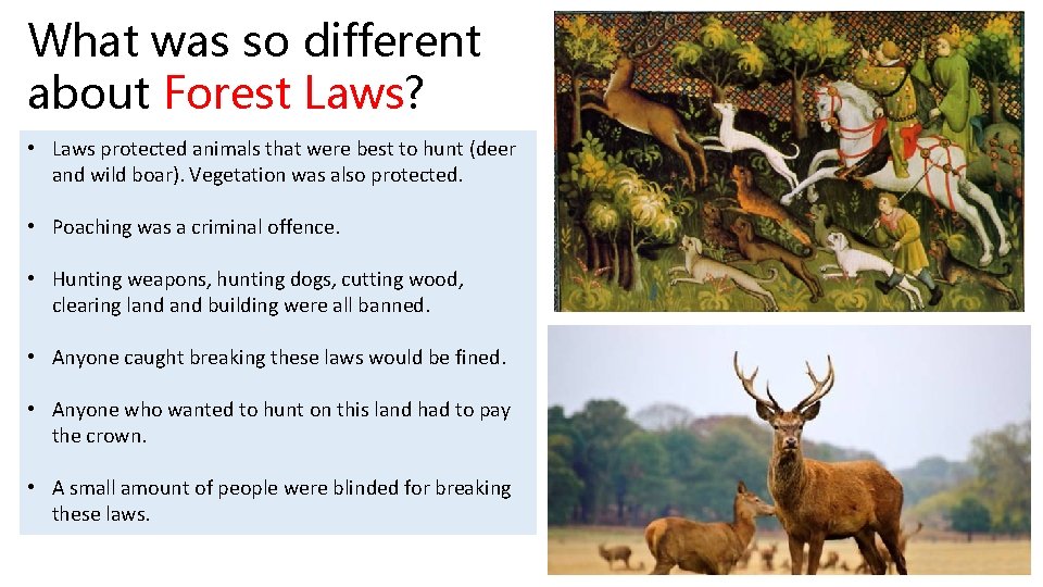 How did the forest laws benefit King William