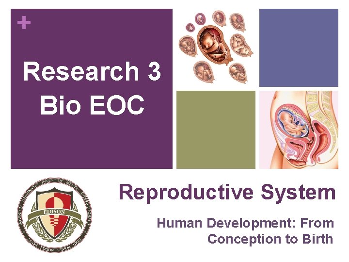 Reproductive System Day 1 Research 3 Bio EOC