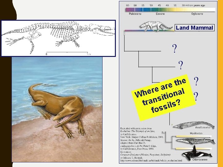 Evidence of Evolution by Natural Selection Chapter 22