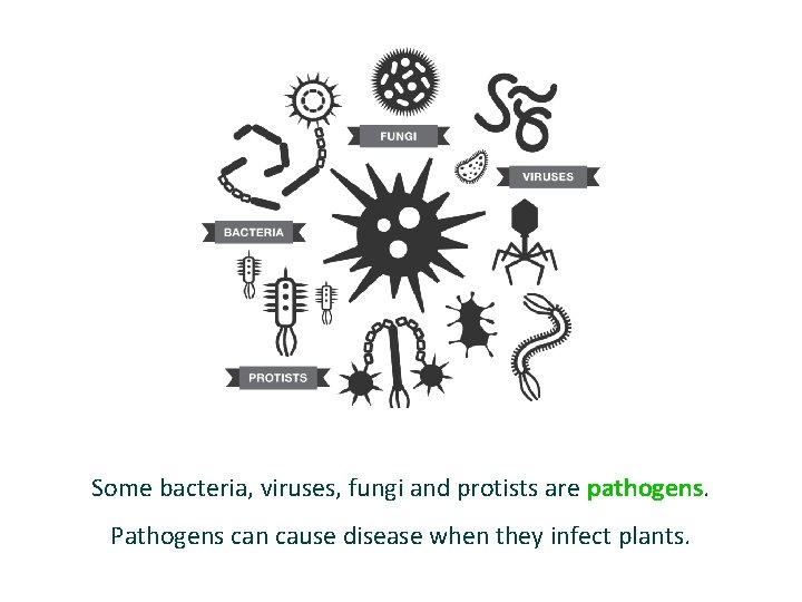 Some bacteria viruses fungi and protists are pathogens