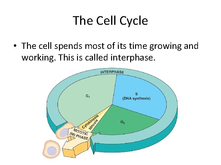 The Cell Cycle Section 2 4 BC Science