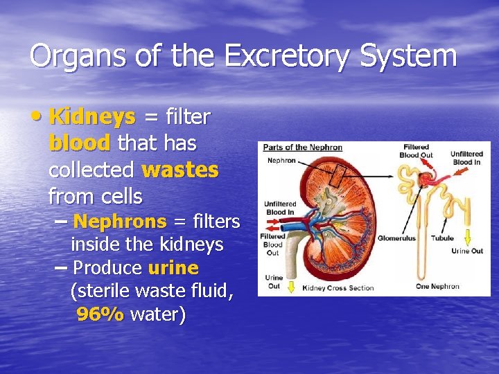Excretory System Vocabulary Kidneys Nephrons Glomerulus Capillary bed